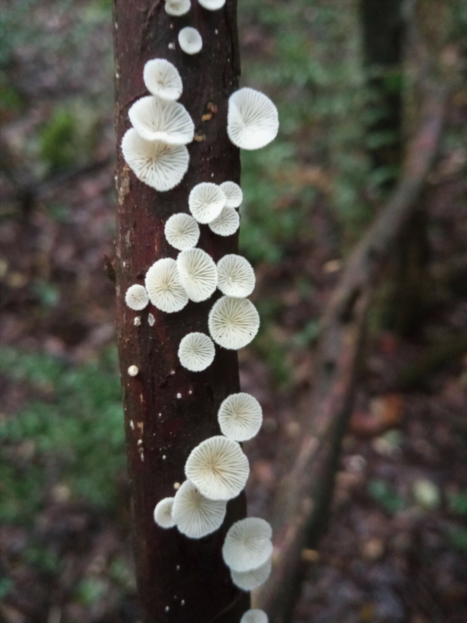 Chaetocalathus craterellus (Durieu & Lév.) Singer