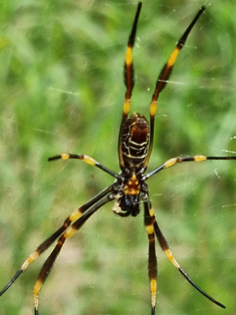 Tiger Spider from Boondall QLD 4034, Australia on December 10, 2022 at ...