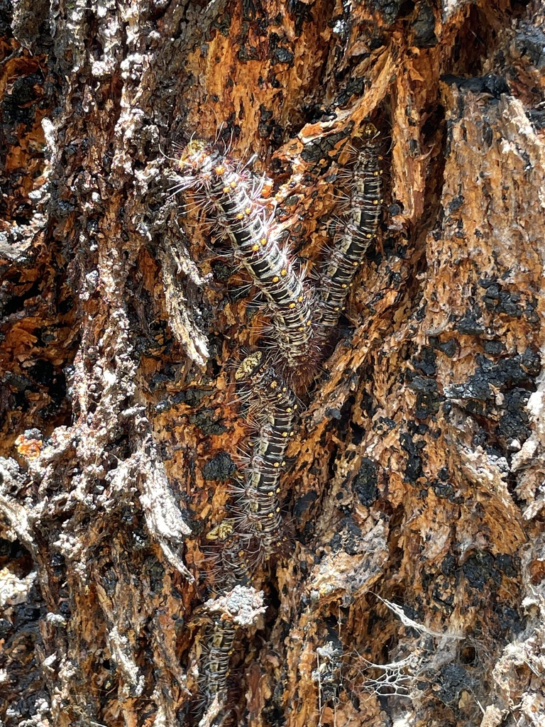 Batwing Moth from Frankston South, VIC, AU on December 10, 2022 at 10: ...