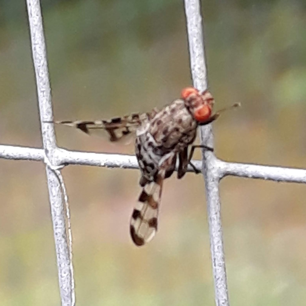 Pseudotephritis approximata from Otsego, New York, United States on ...