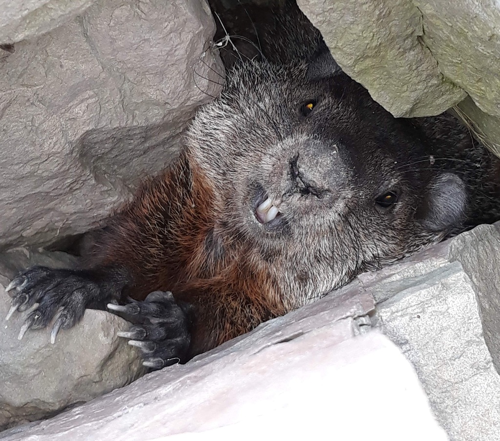 Groundhog from Otsego, New York, United States on August 10, 2022 at 12 ...