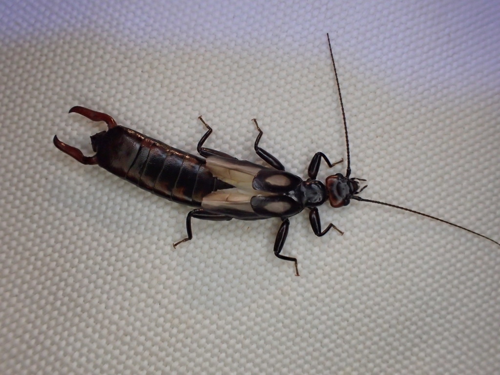 Earwigs from Kuranda QLD 4881, Australia on November 25, 2022 at 06:59 ...