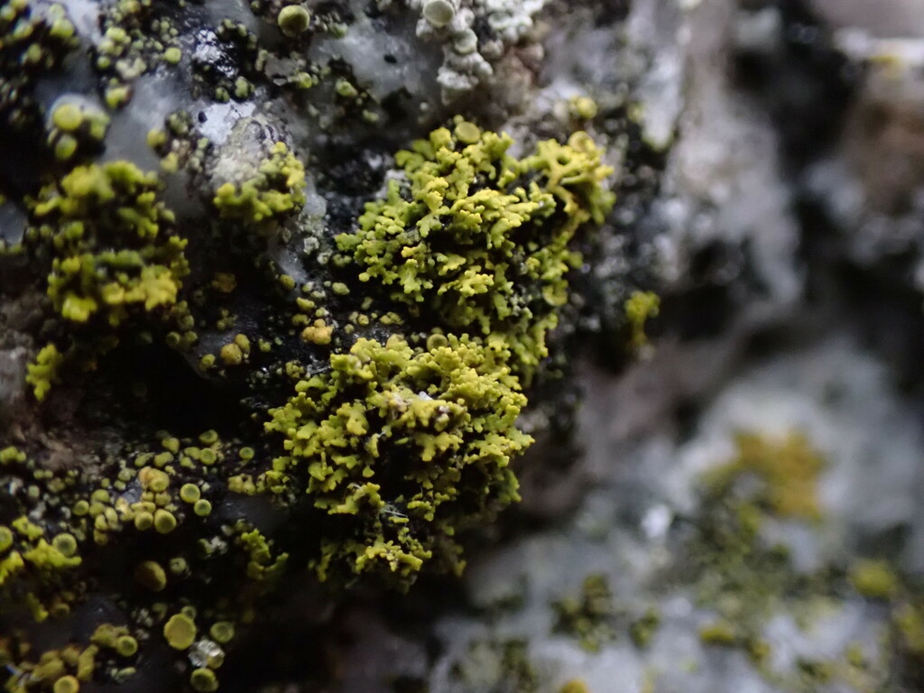 Shrubby Sunburst Lichen from Comox-Strathcona, British Columbia, Canada ...