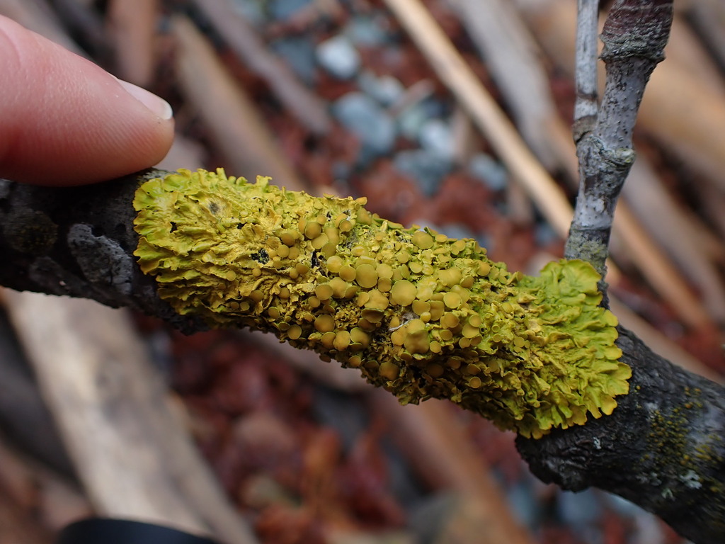 Common Sunburst Lichen from Comox-Strathcona, British Columbia, Canada ...