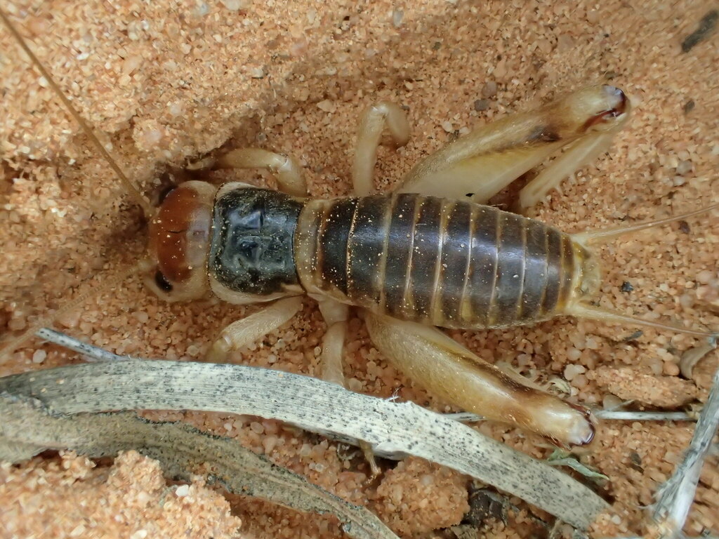 True Crickets from Oakden Hills SA 5713, Australia on November 16, 2022 ...