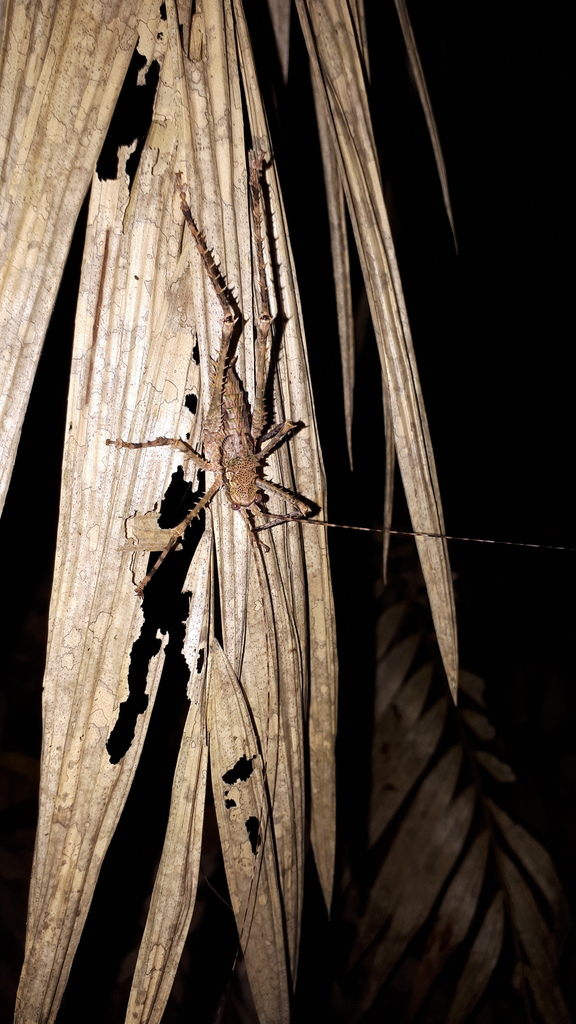 Spiny Rainforest Katydid from Kuranda QLD 4881, Australia on November ...