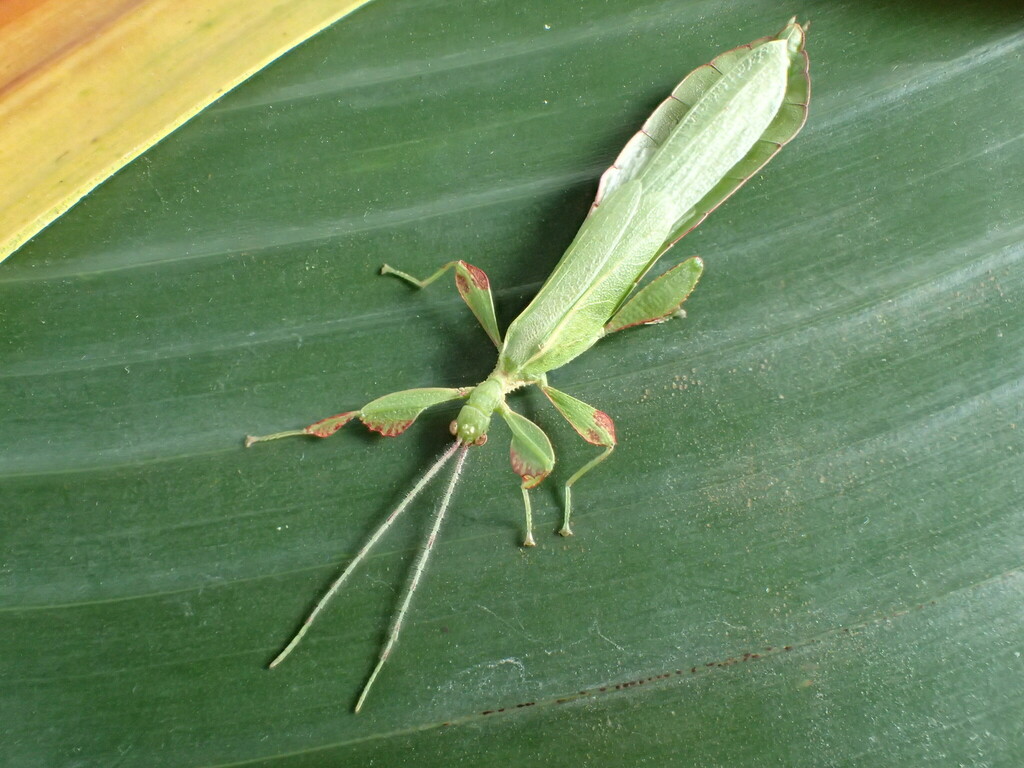 Australian Leaf Insect in November 2022 by Mark Hura · iNaturalist
