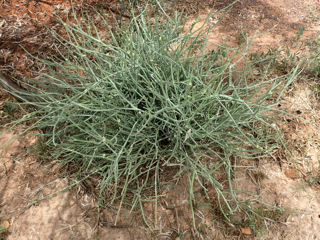 Caustic Vine from Middleton QLD 4735, Australia on November 20, 2022 at ...