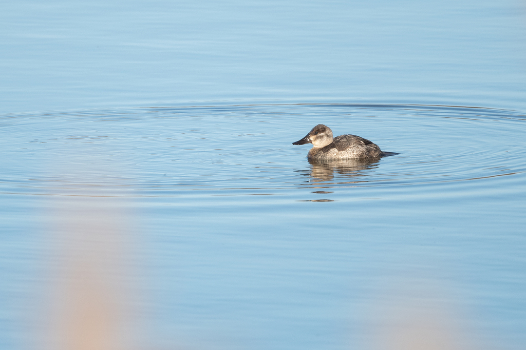 Ruddy Duck from Cecil County, MD, USA on November 22, 2022 at 04:06 PM ...