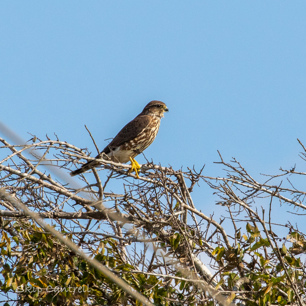 Merlin from San Patricio, Texas, United States on December 8, 2022 at ...
