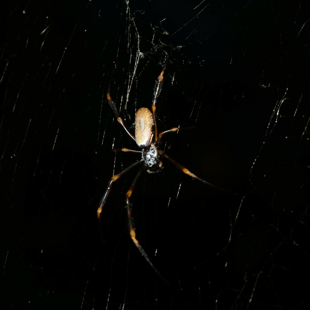 Tiger Spider in December 2022 by Matilda · iNaturalist