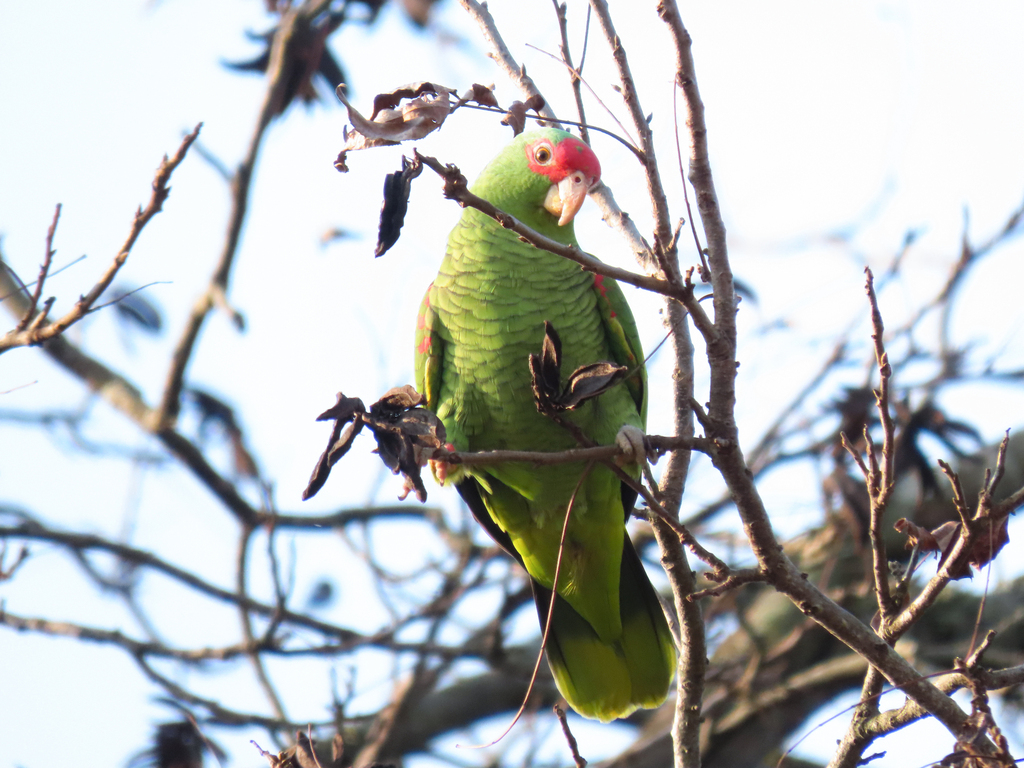 Red-spectacled Parrot in August 2021 by Patrícia Nicoloso · iNaturalist