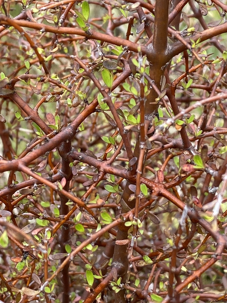 Coprosma rigida from Te Waipounamu/South Island, St Arnaud, Tasman, NZ ...