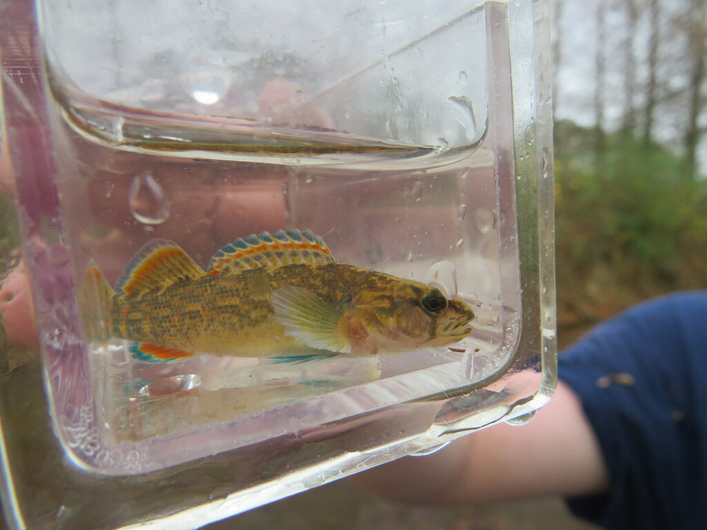 Redspot darter from Nacogdoches, TX, USA on December 7, 2022 at 08:50 ...