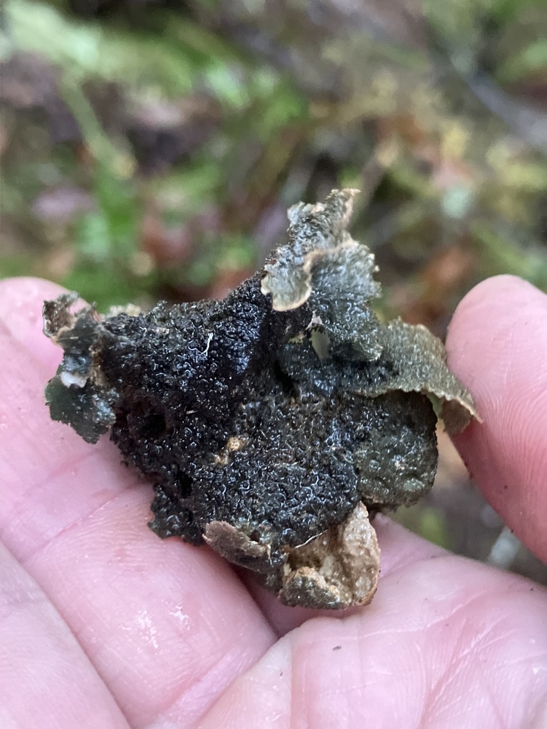 Sticta fasciculata from Willamette National Forest, Lowell, OR, US on ...