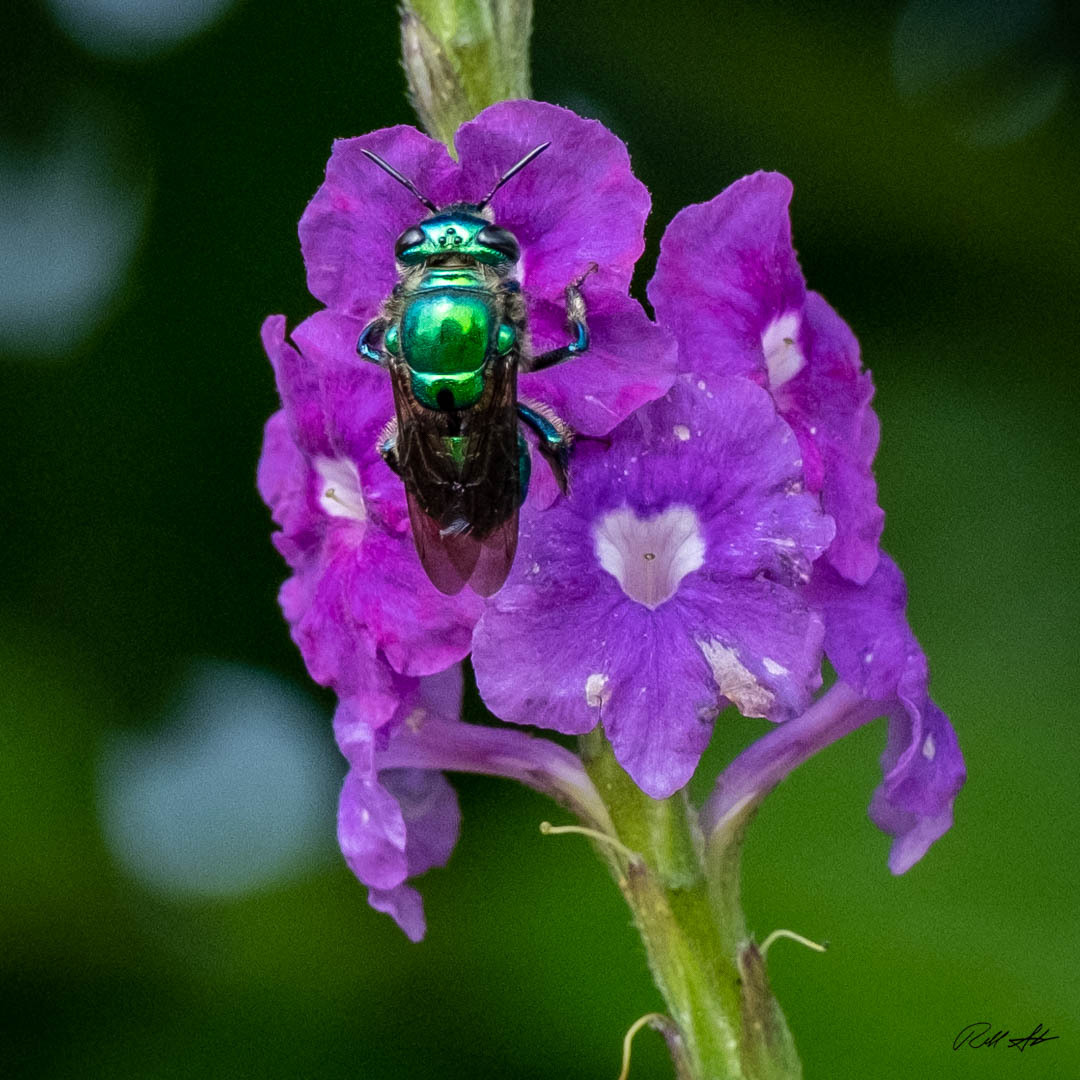 Euglossa imperialis Cockerell, 1922