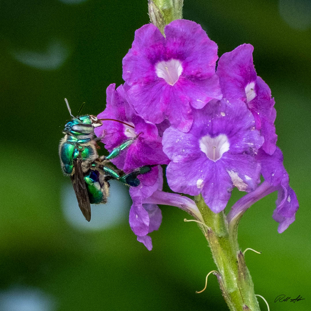 Euglossa imperialis Cockerell, 1922