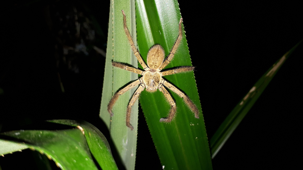Fireback Huntsman Spider from Kuranda QLD 4881, Australia on November ...