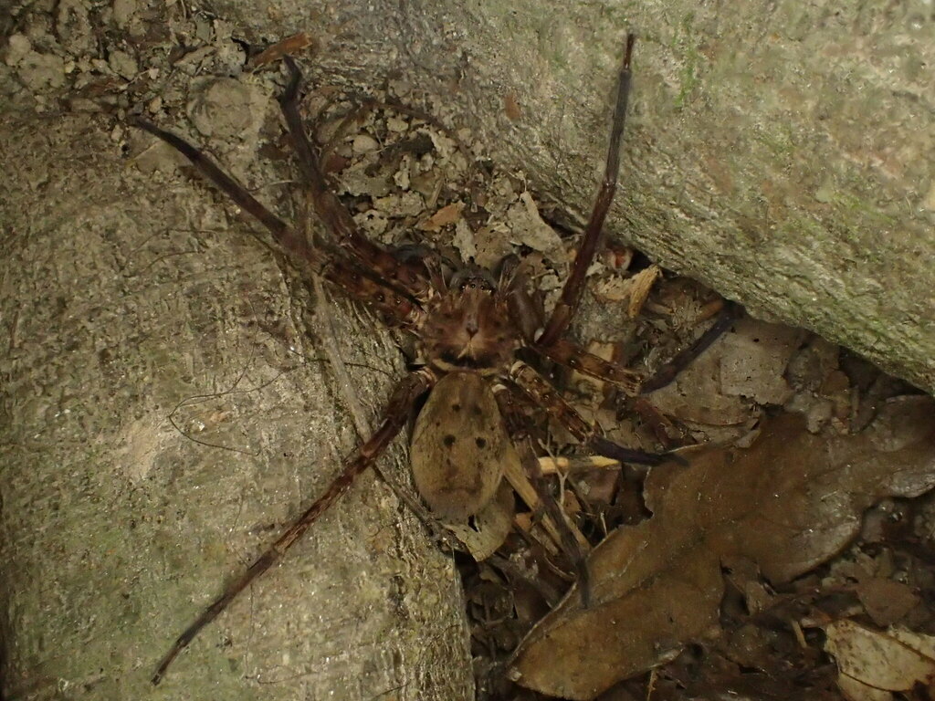 Giant Huntsman Spiders from Kuranda QLD 4881, Australia on November 24 ...