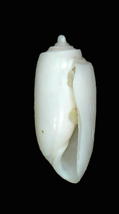 Acteocina (Scour project - identified species from samples) · iNaturalist