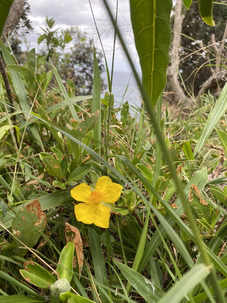 guinea-flowers from Cape Byron State Conservation Area, Byron Bay, NSW ...