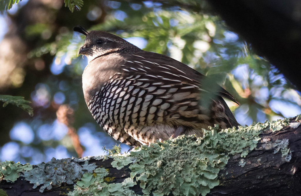 California Quail from Santa Clara County, CA, USA on December 7, 2022 ...