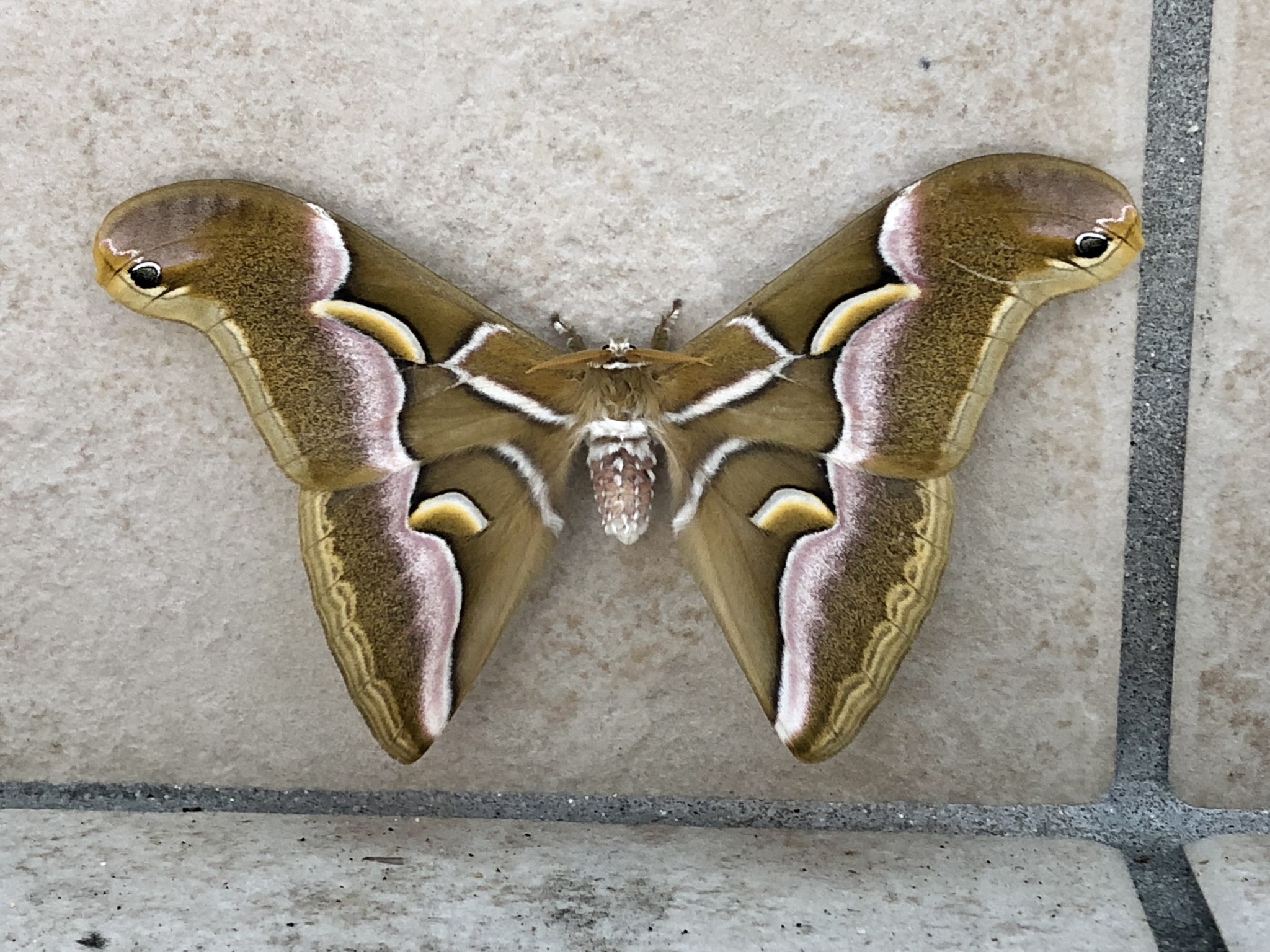 Samia cynthia Drury, 1773