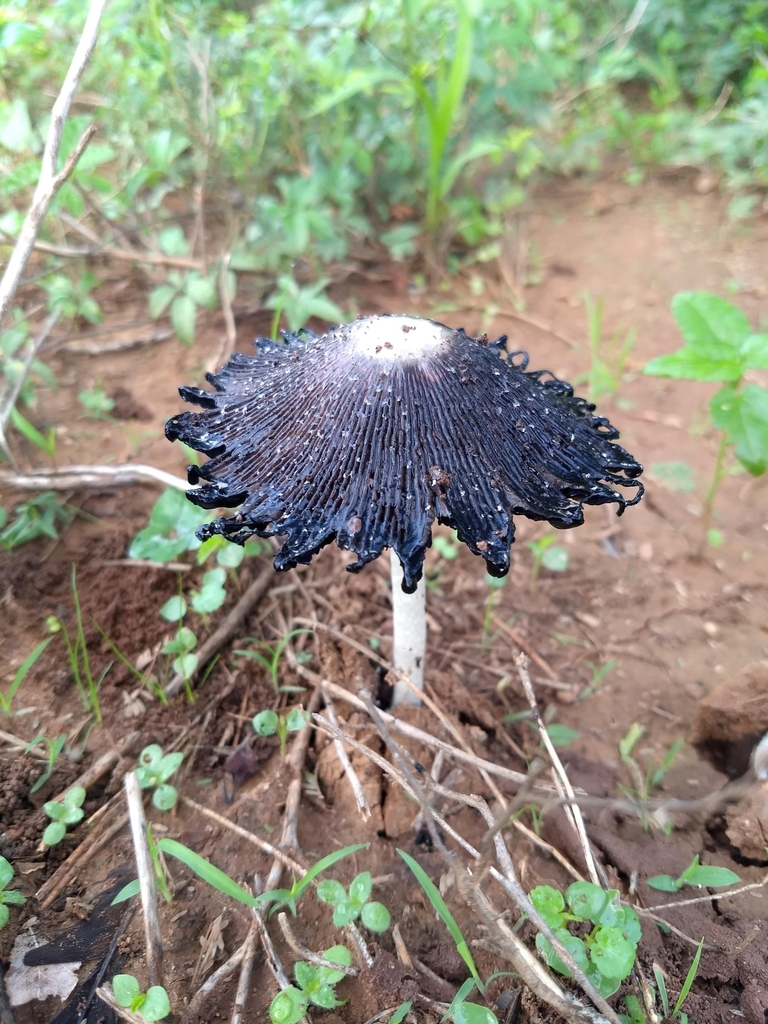 inky caps from Santo Domingo Ingenio, Oax., México on June 13, 2020 at ...