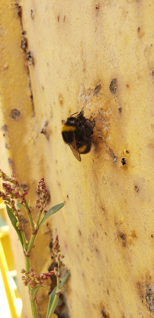 Buff-tailed Bumble Bee in November 2022 by Patrick Jackson · iNaturalist