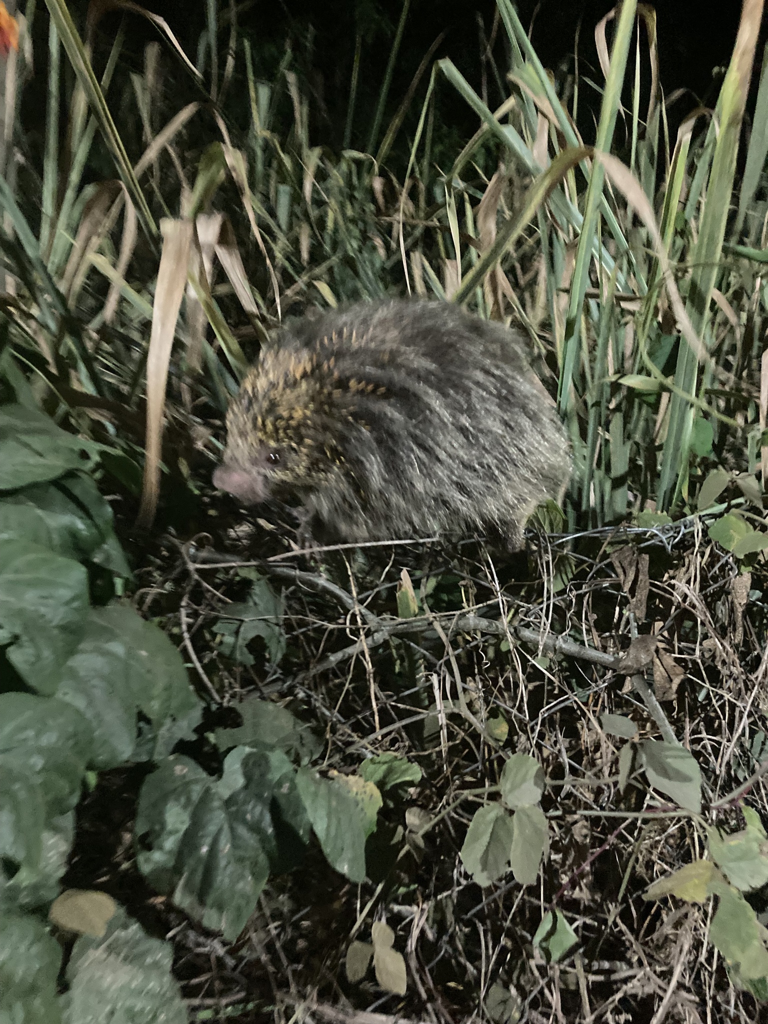 Sphiggurus spinosus (F.Cuvier, 1823)