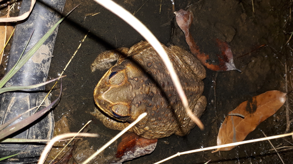 Cane Toad from Hughenden QLD 4821, Australia on November 21, 2022 at 08 ...