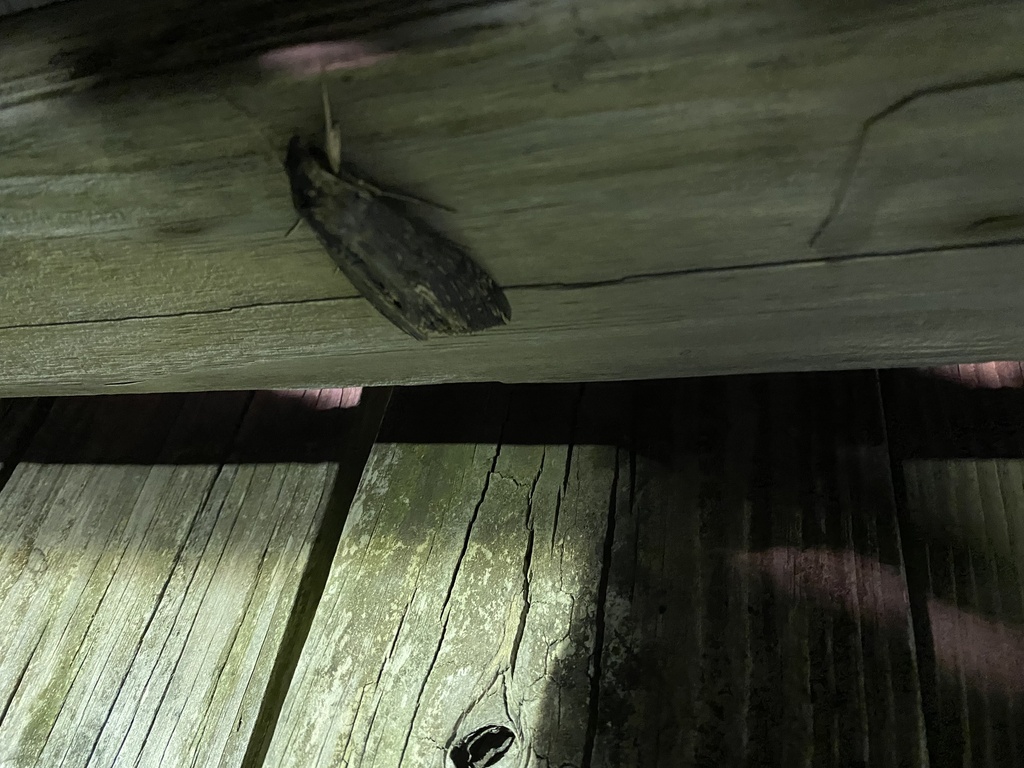 Alope Sphinx from Laguna Madre, Port Isabel, TX, US on December 9, 2022 ...