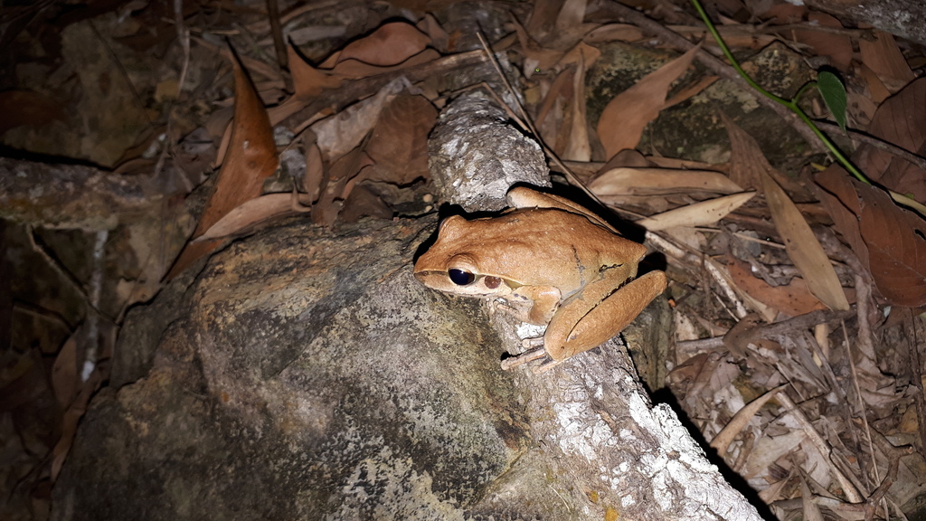 Jungguy Frog in November 2022 by Mark Hura · iNaturalist