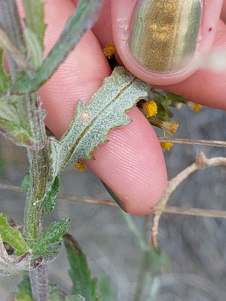 Groundsel crown rust from Kaitorete Spit on December 10, 2022 at 12:05 ...