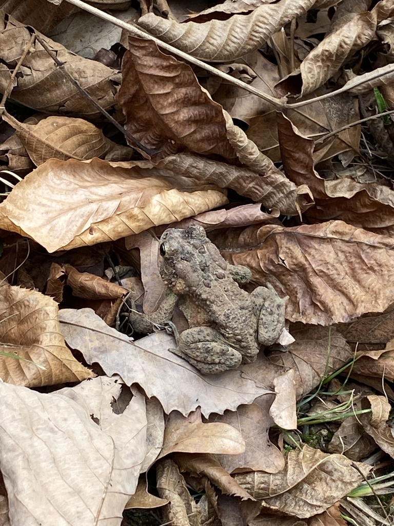 American Toad from Bowling Green, KY, US on November 25, 2022 at 12:57 ...