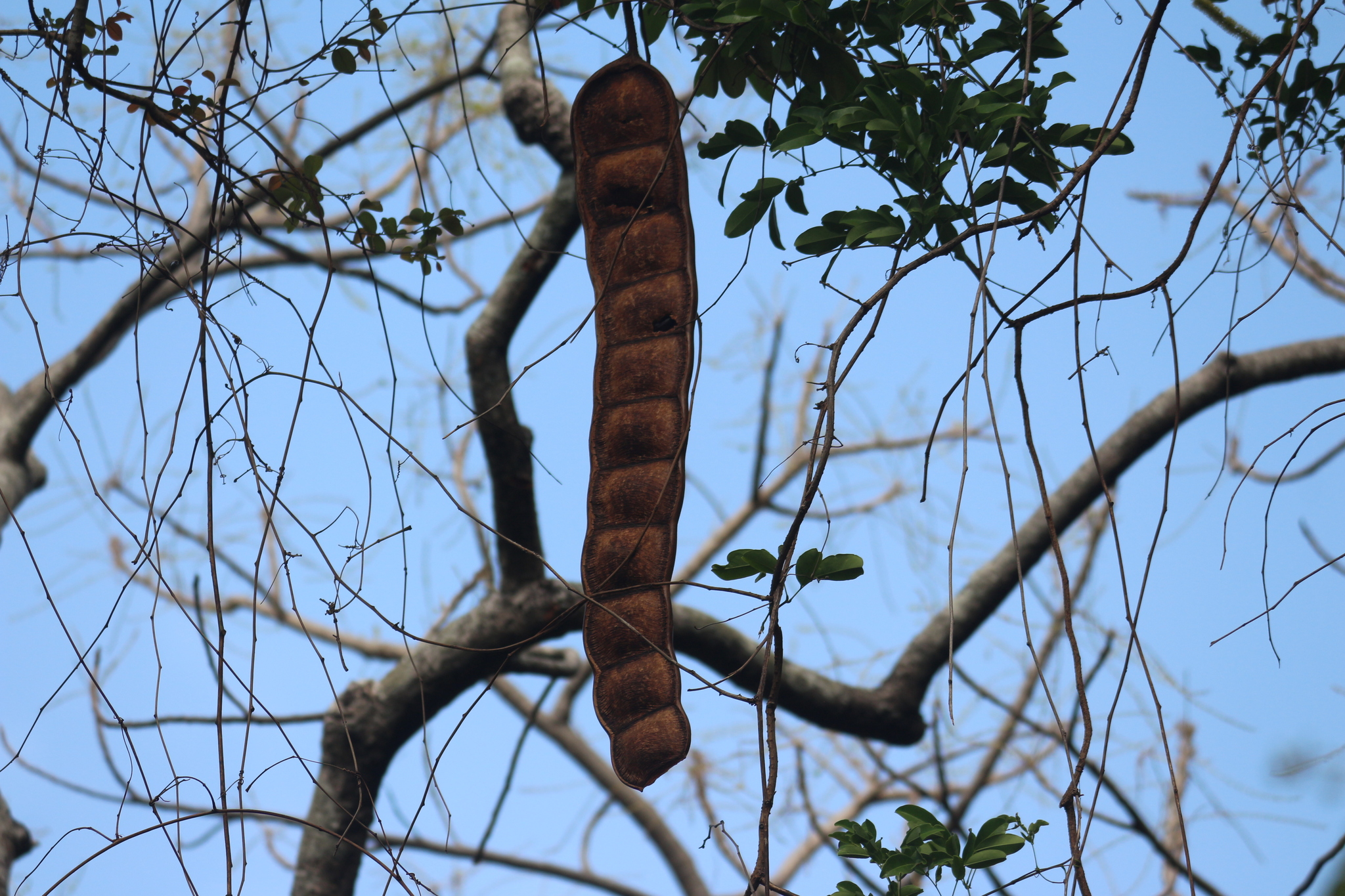 Entada rheedei Spreng.