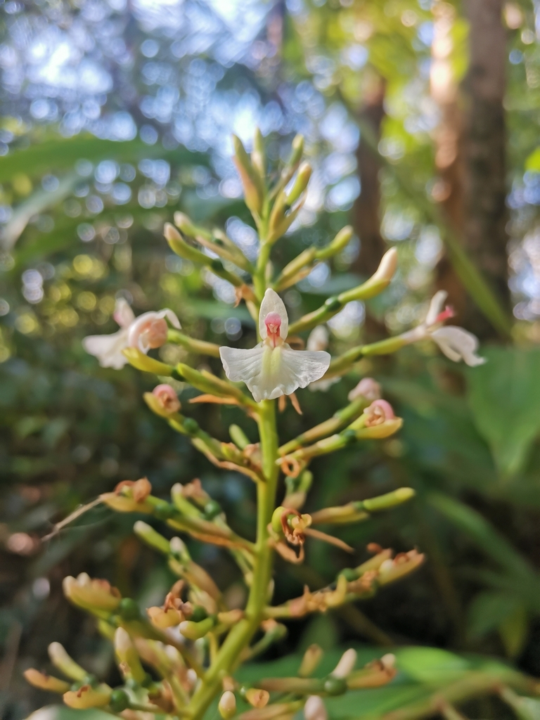 Native Ginger from Landsborough QLD 4550, Australia on December 10 ...