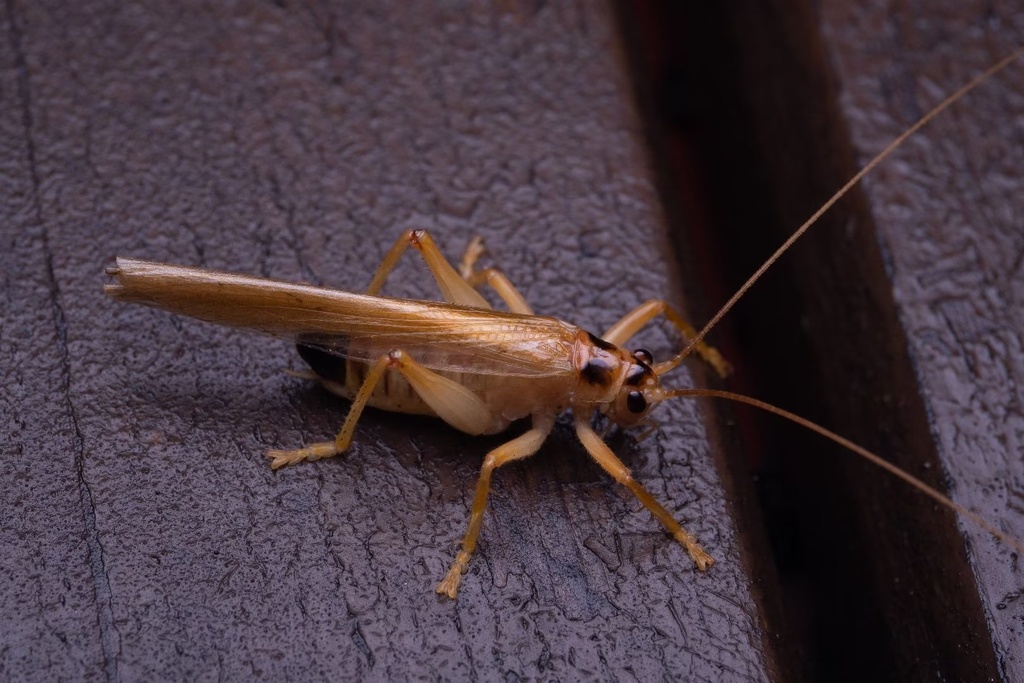 Phryganogryllacris mellii from 058县道, 长沙市, 湖南省, CN on June 23, 2022 at ...