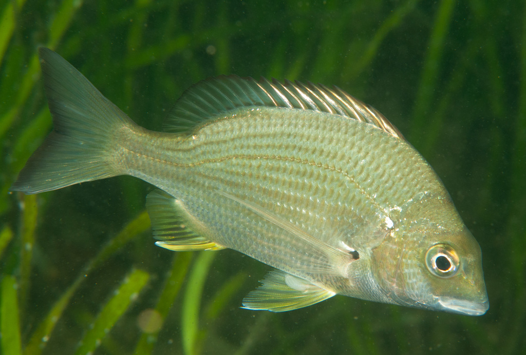 Yellowfin Bream (Acanthopagrus australis) - Marine Life Identification
