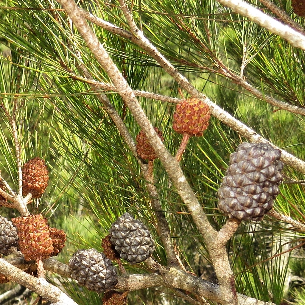 Black sheoak from Wallaga Lake NSW 2546, Australia on December 10, 2022 ...