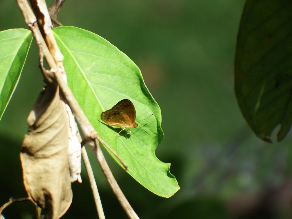 Small Leopard from Ambunti-Dreikikir, Papua New Guinea on August 22 ...