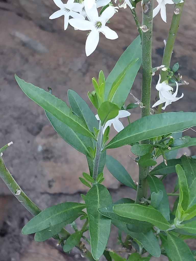 large-leaf ray flower (Cyphanthera anthocercidea) - Botanical Realm