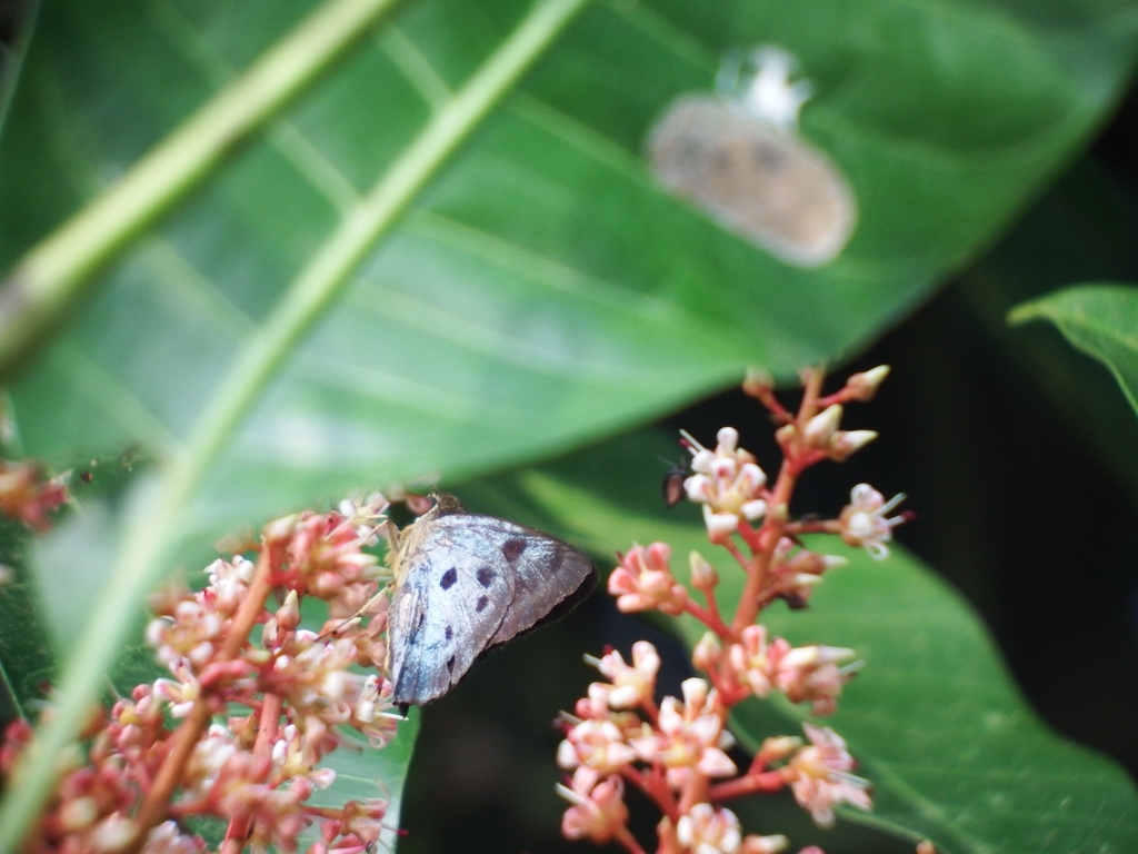Hasora subcaelestis from Ambunti-Dreikikir, Papua New Guinea on August ...