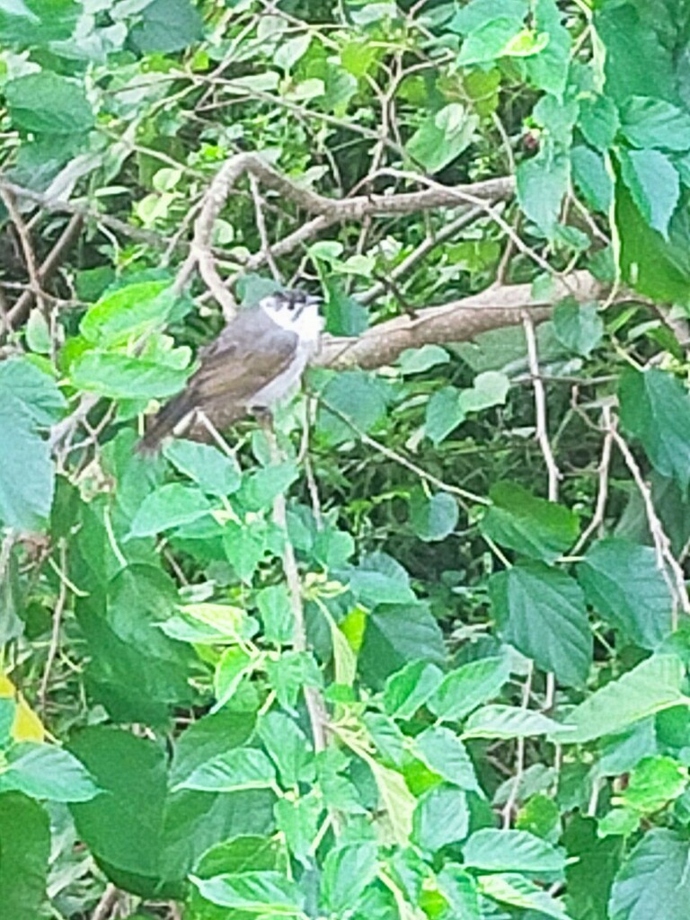 Styan's Bulbul in August 2022 by inatpeshualien001 · iNaturalist