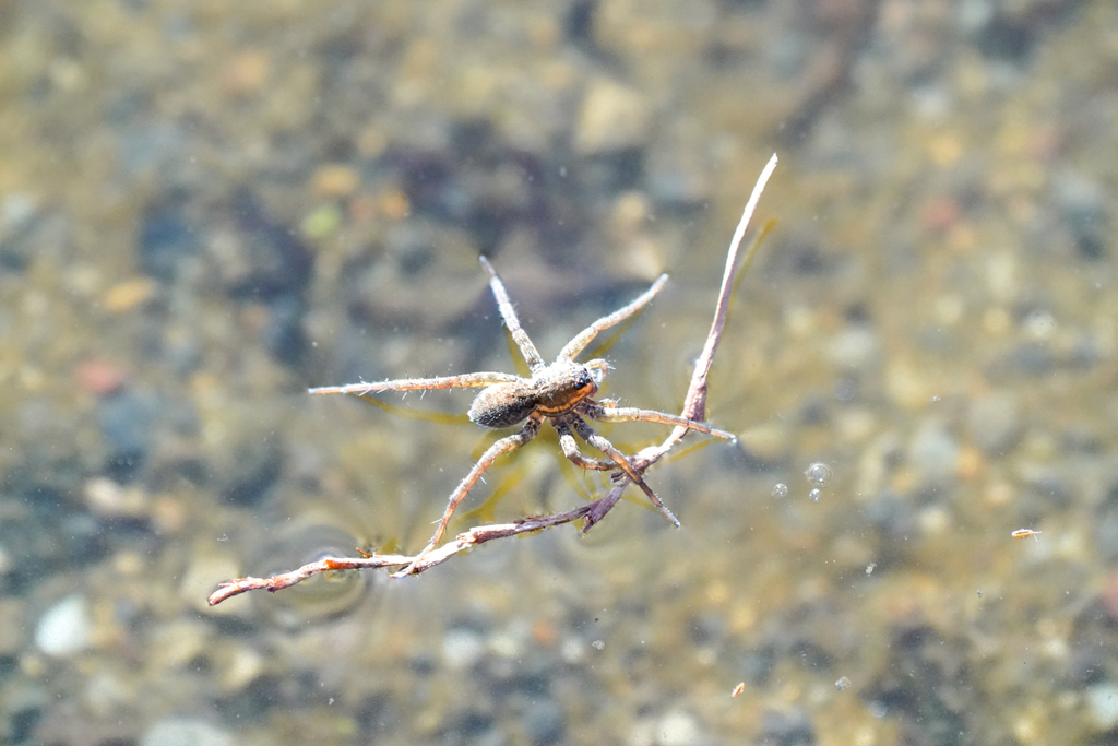 Dolomedes raptor from 日本、東京都多摩市一ノ宮多摩川 on December 10, 2022 at 01:33 PM ...