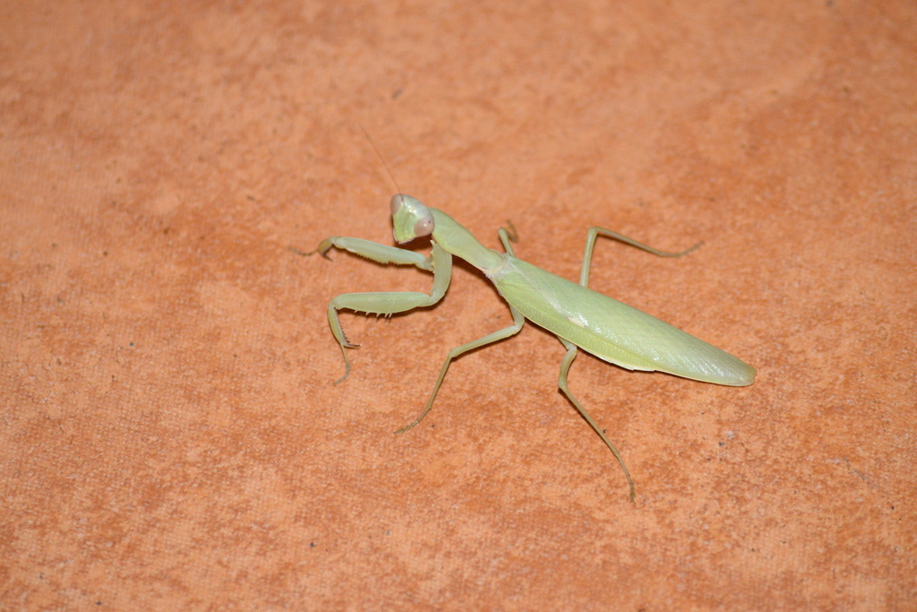 Giant Asian Mantis from Weda Resort area, Central Halmahera Regency ...