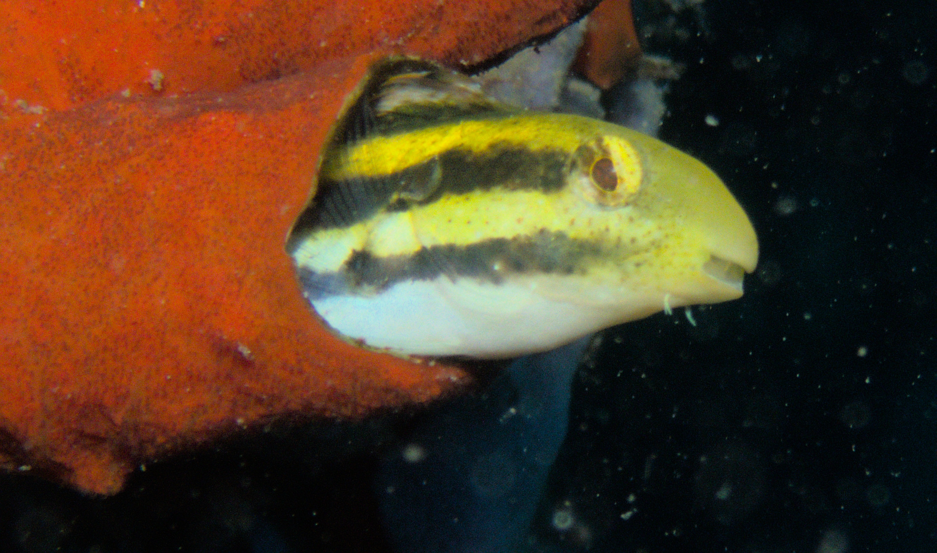 Petroscirtes breviceps (Valenciennes, 1836)