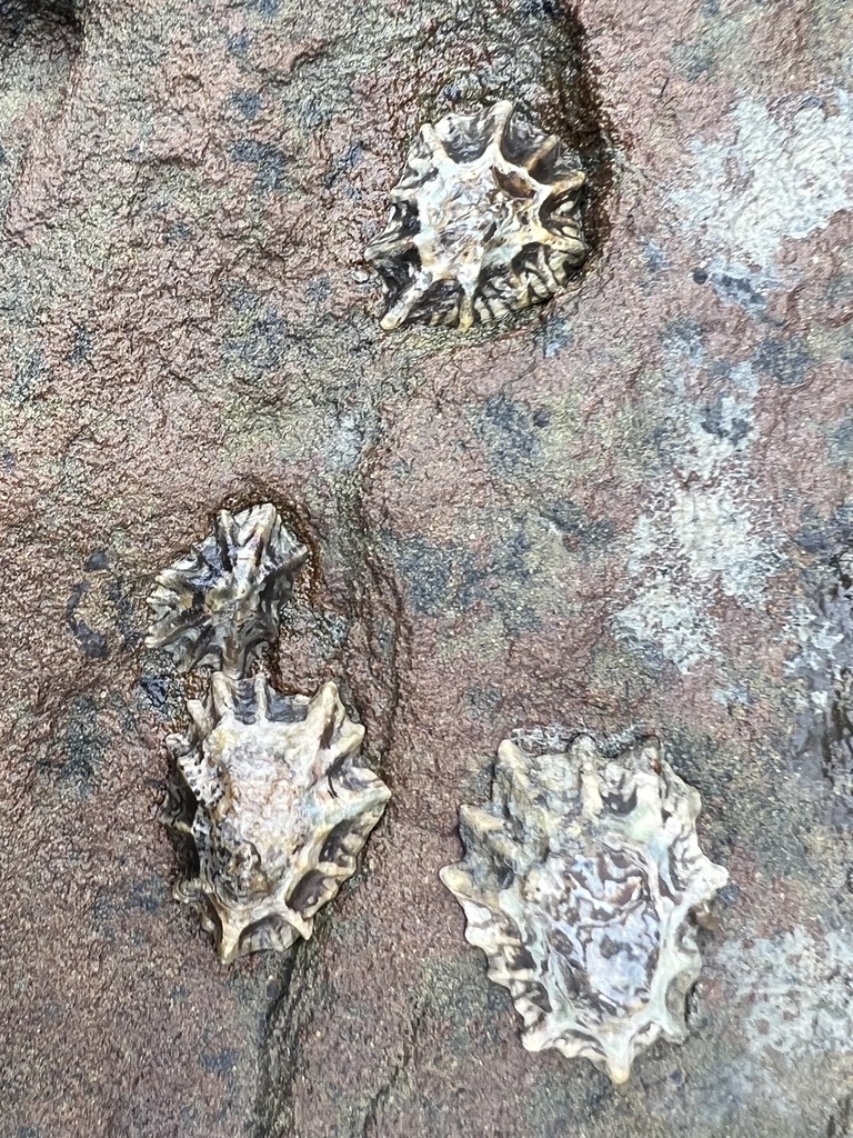 True Limpets from Hervey Bay, Point Vernon, QLD, AU on December 10 ...