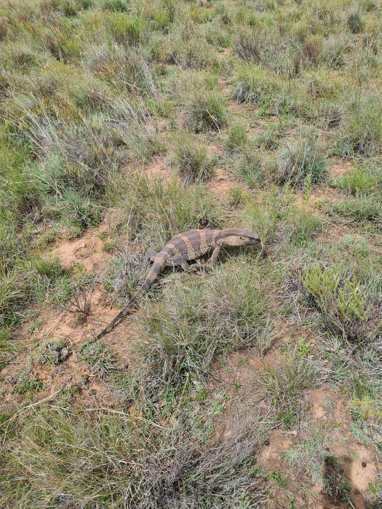 White-throated monitor from Xhariep, ZA-FS, ZA on December 10, 2022 at ...