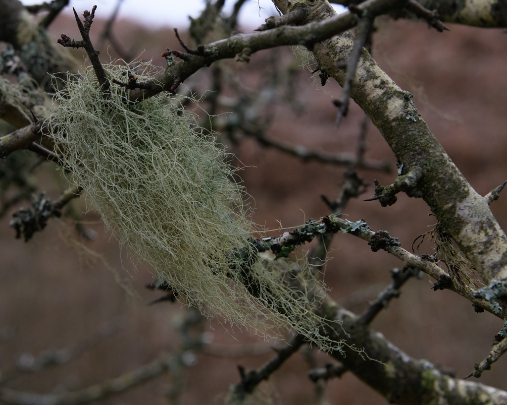 string-of-sausage lichen from Somerset, UK on December 09, 2022 at 10: ...